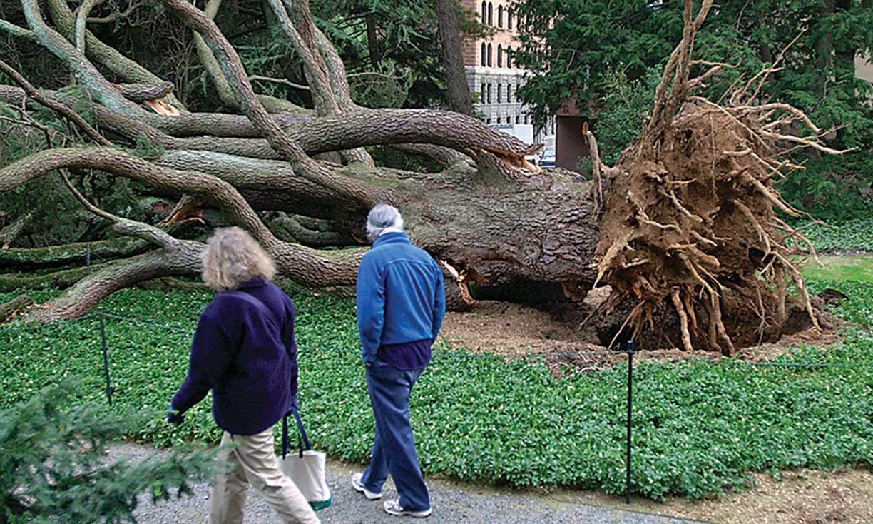 From the Archives: Toppled Tree | Princeton Alumni Weekly