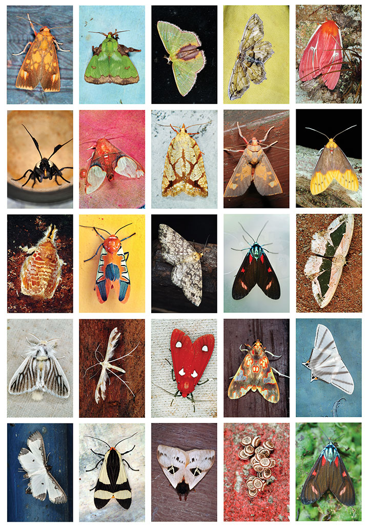Life of the Mind: Moths Exposed | Princeton Alumni Weekly