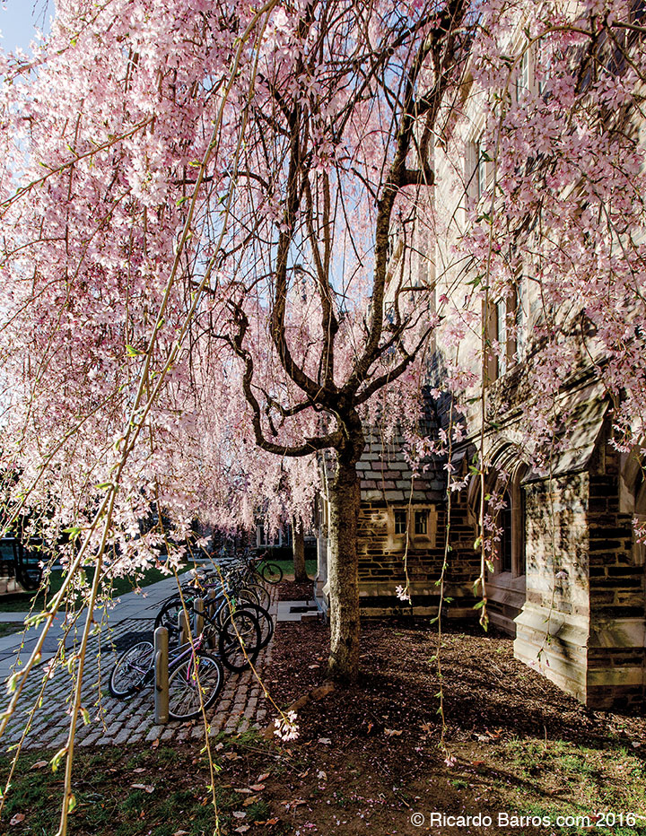Princeton in Bloom | Princeton Alumni Weekly