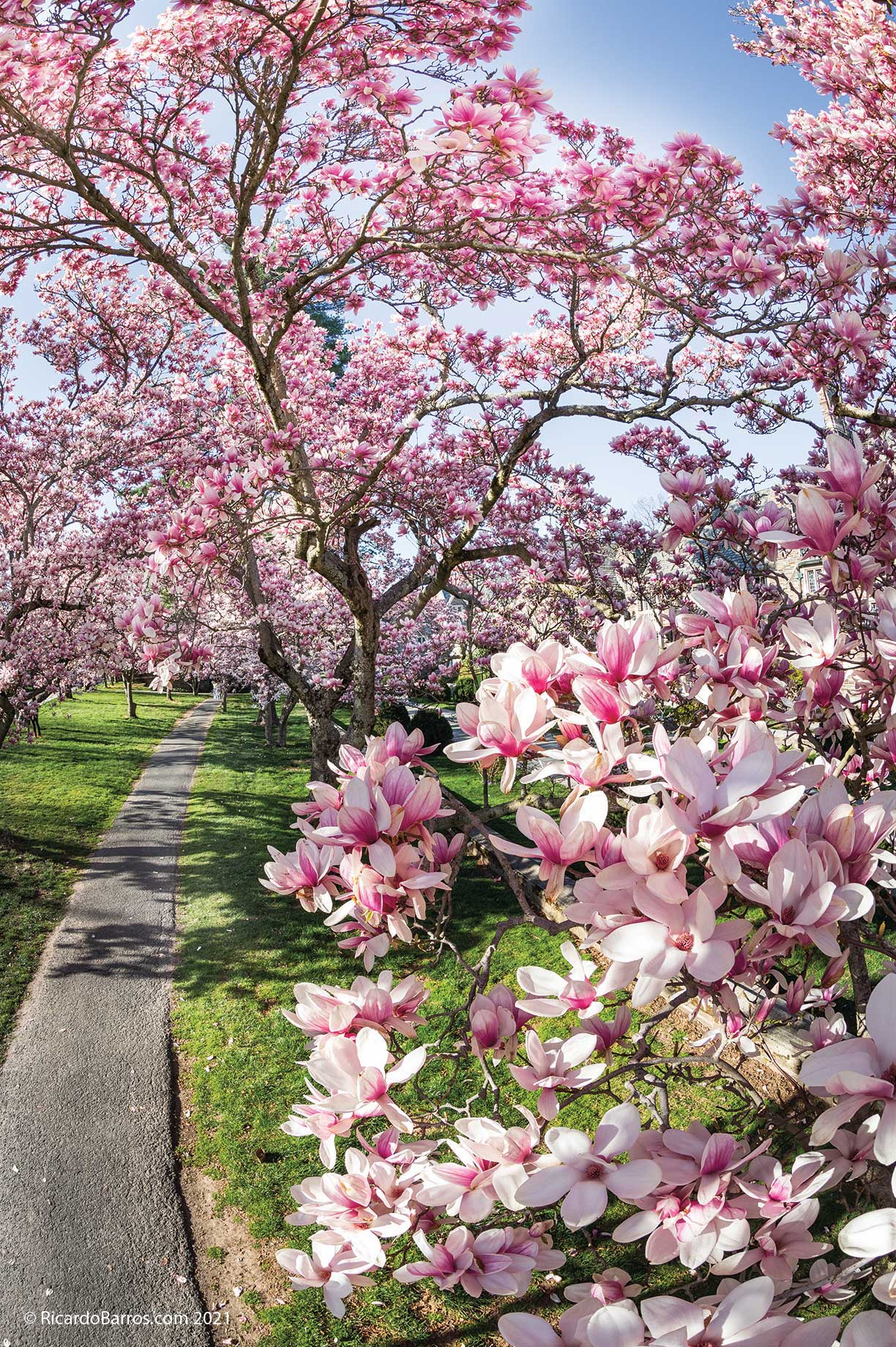 Campus Photo: Spring Color | Princeton Alumni Weekly