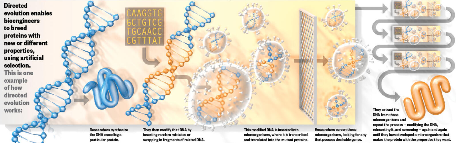 Directed Evolution Protein Design By Directed Evolution Guided By
