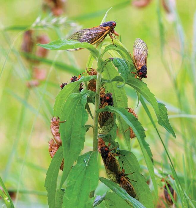 A Cicada Reunion | Princeton Alumni Weekly
