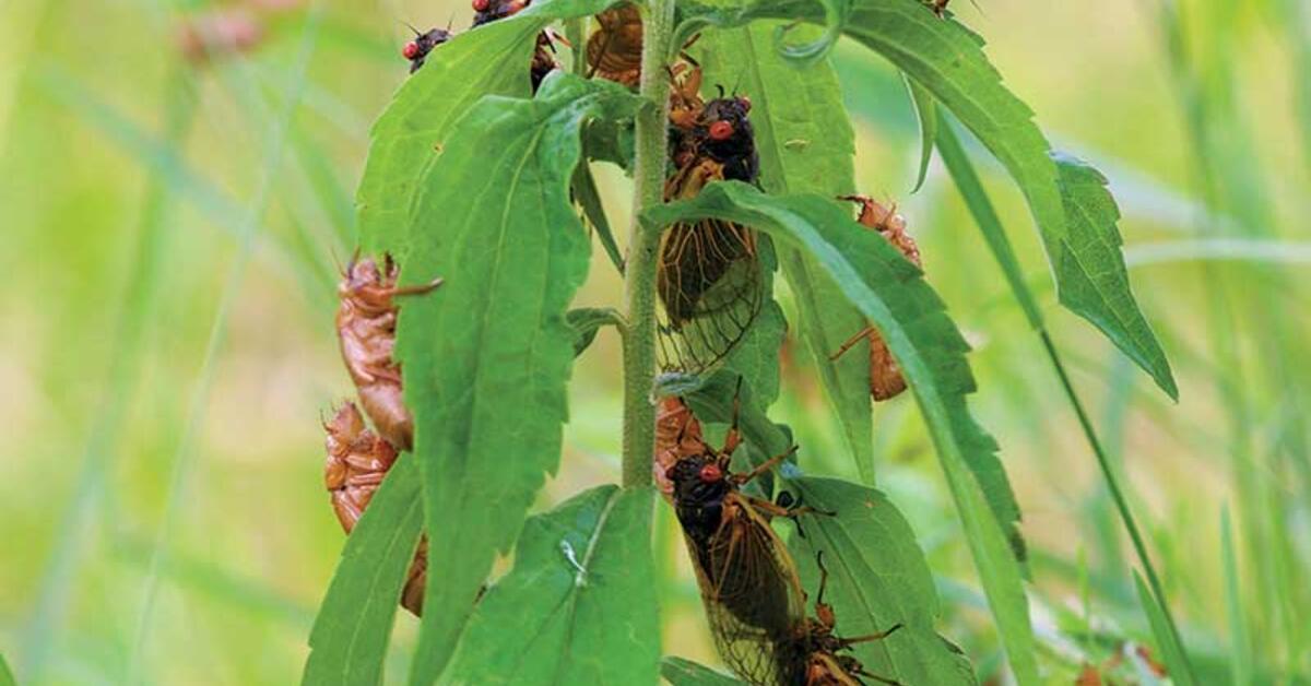 A Cicada Reunion | Princeton Alumni Weekly