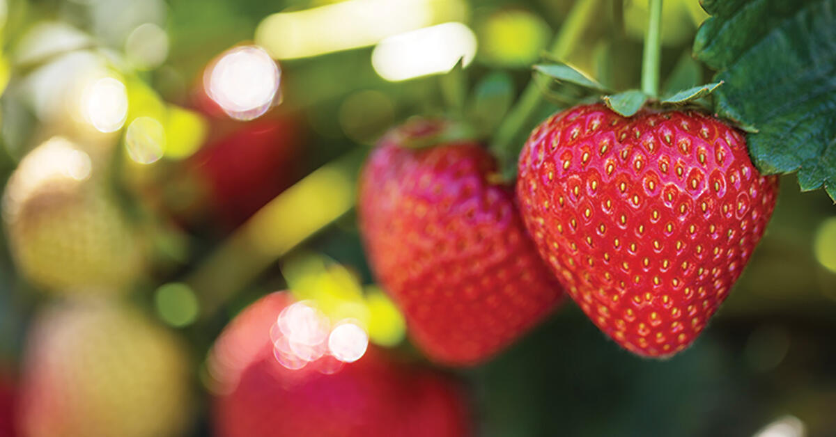 Strawberry Fields Forever | Princeton Alumni Weekly