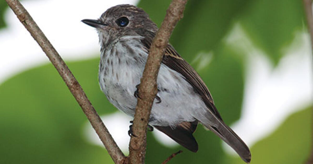 Biology: Found: New Bird Species | Princeton Alumni Weekly