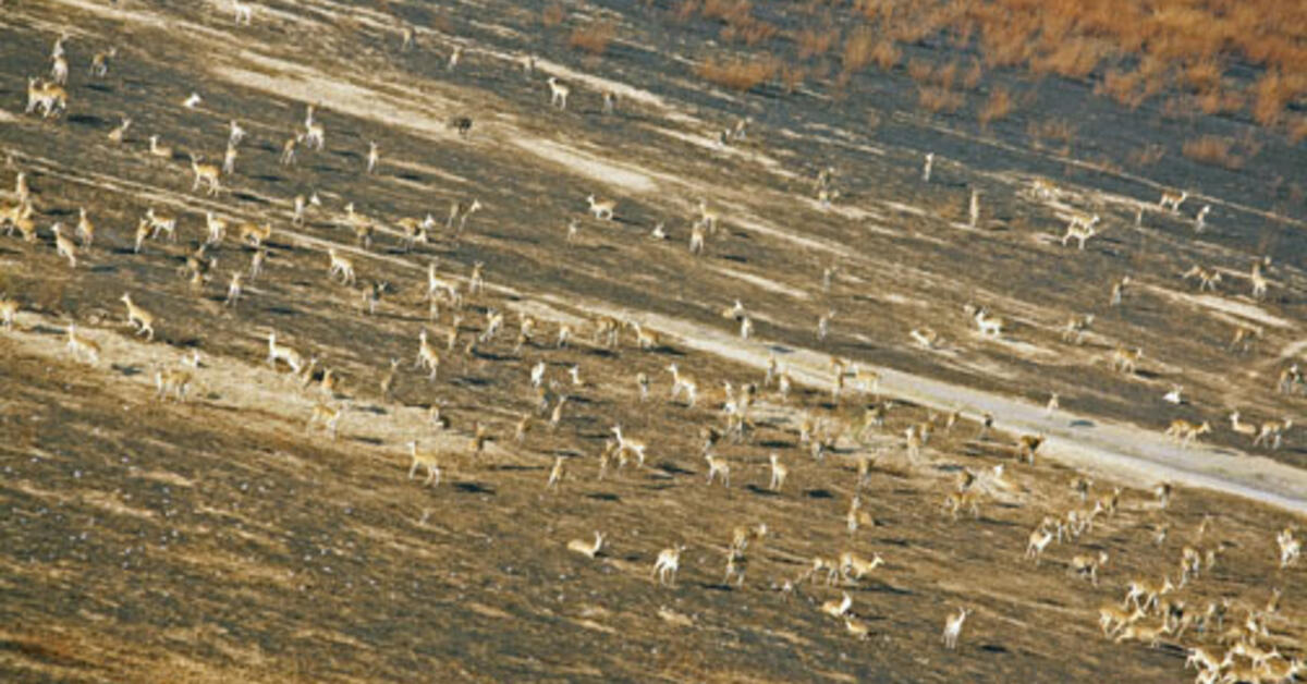 BREAKING GROUND: Bringing back the lions and zebras | Princeton Alumni ...