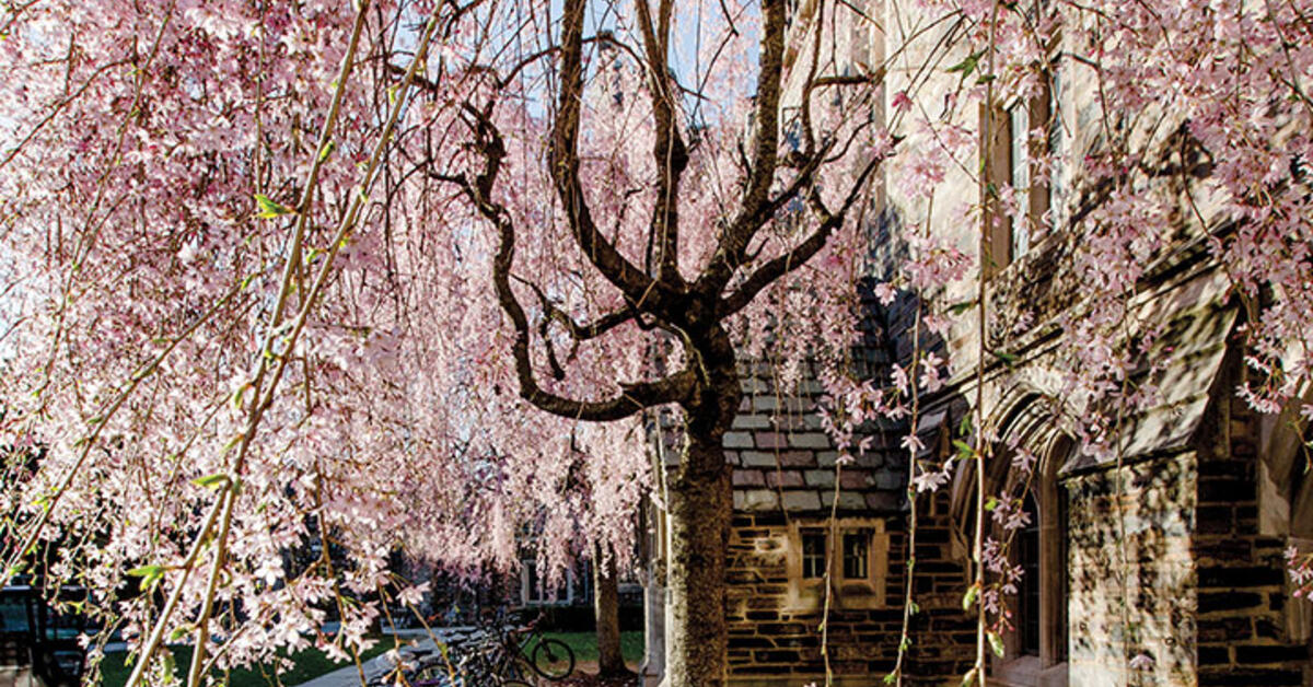 Princeton in Bloom | Princeton Alumni Weekly