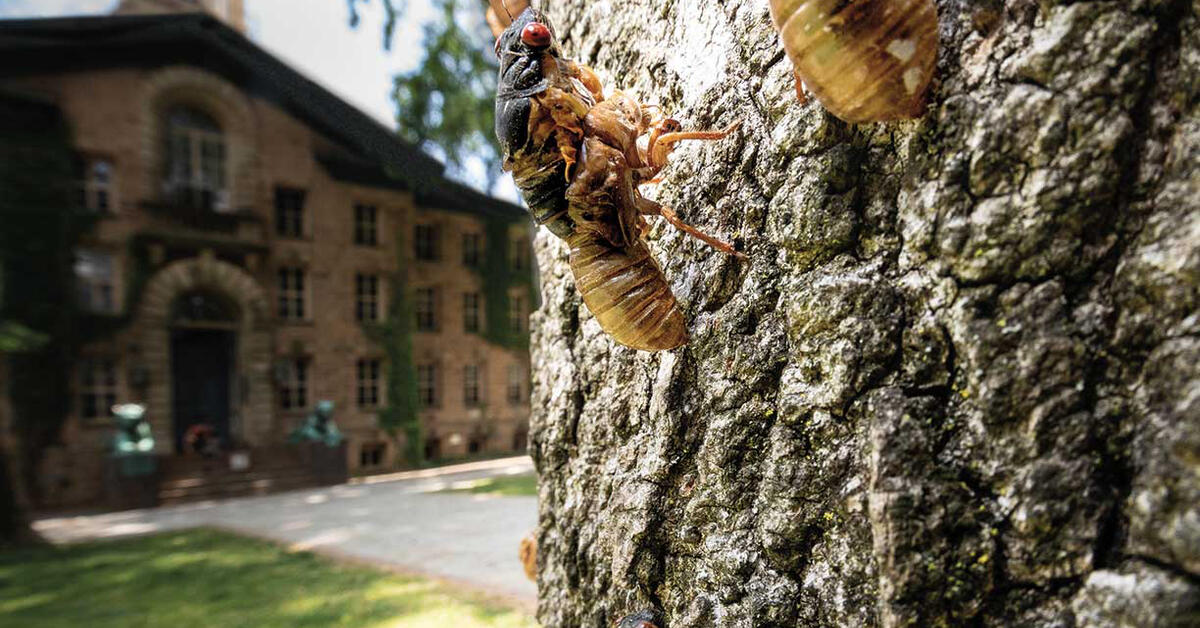 Campus Photo: Cicadas | Princeton Alumni Weekly