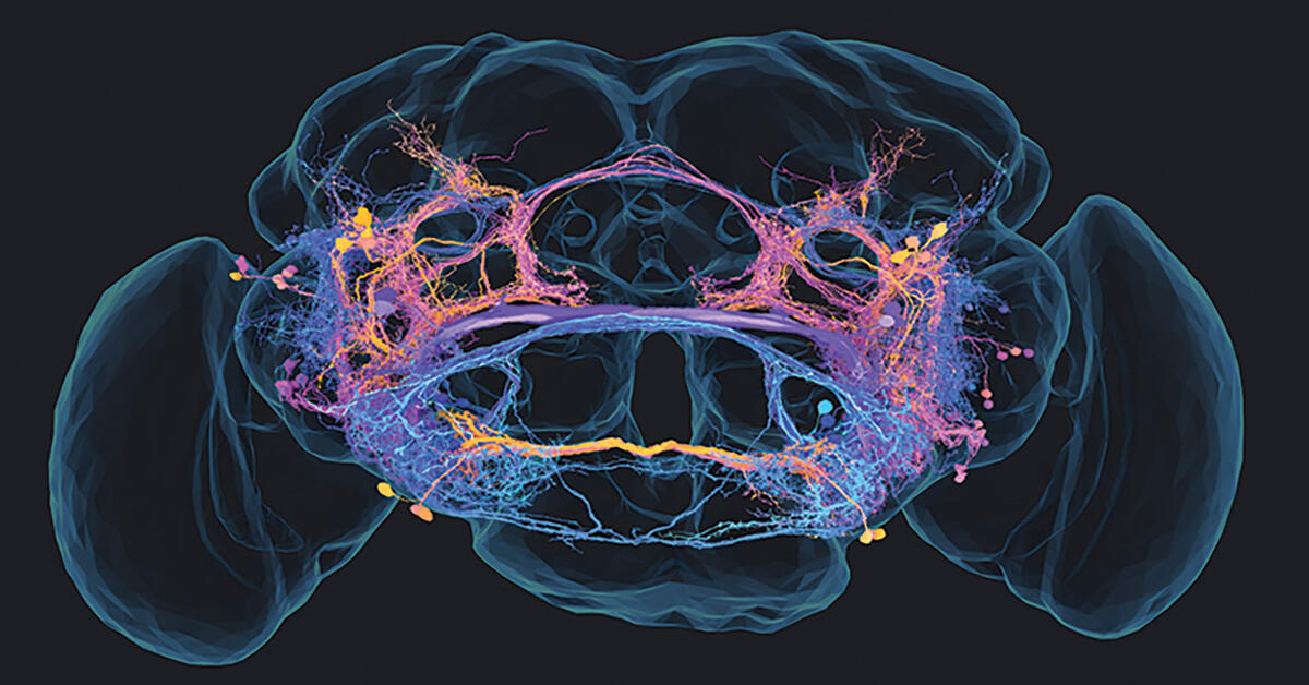 Research Photo: The Brain of a Singing Fruit Fly | Princeton Alumni Weekly