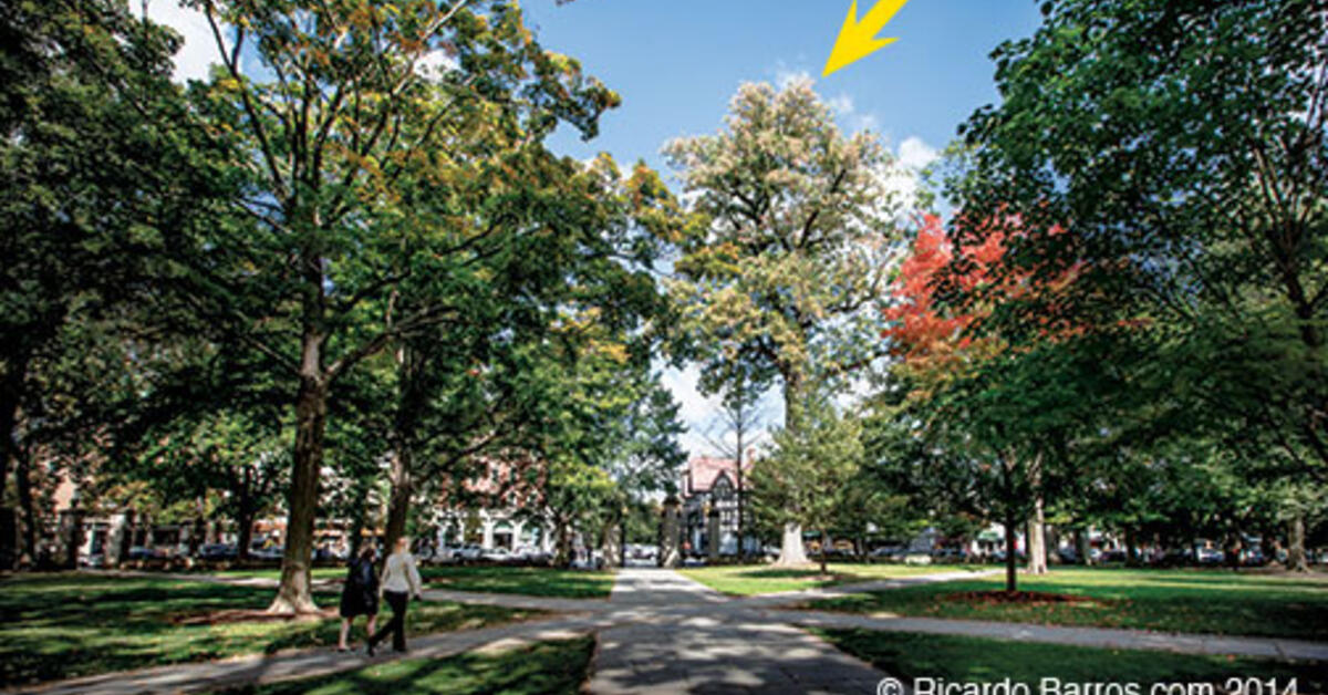 Our Unforgettable Trees | Princeton Alumni Weekly