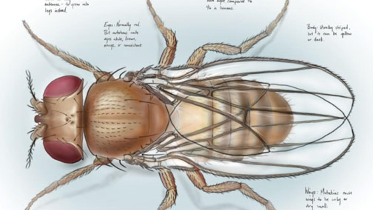 drosophila practical