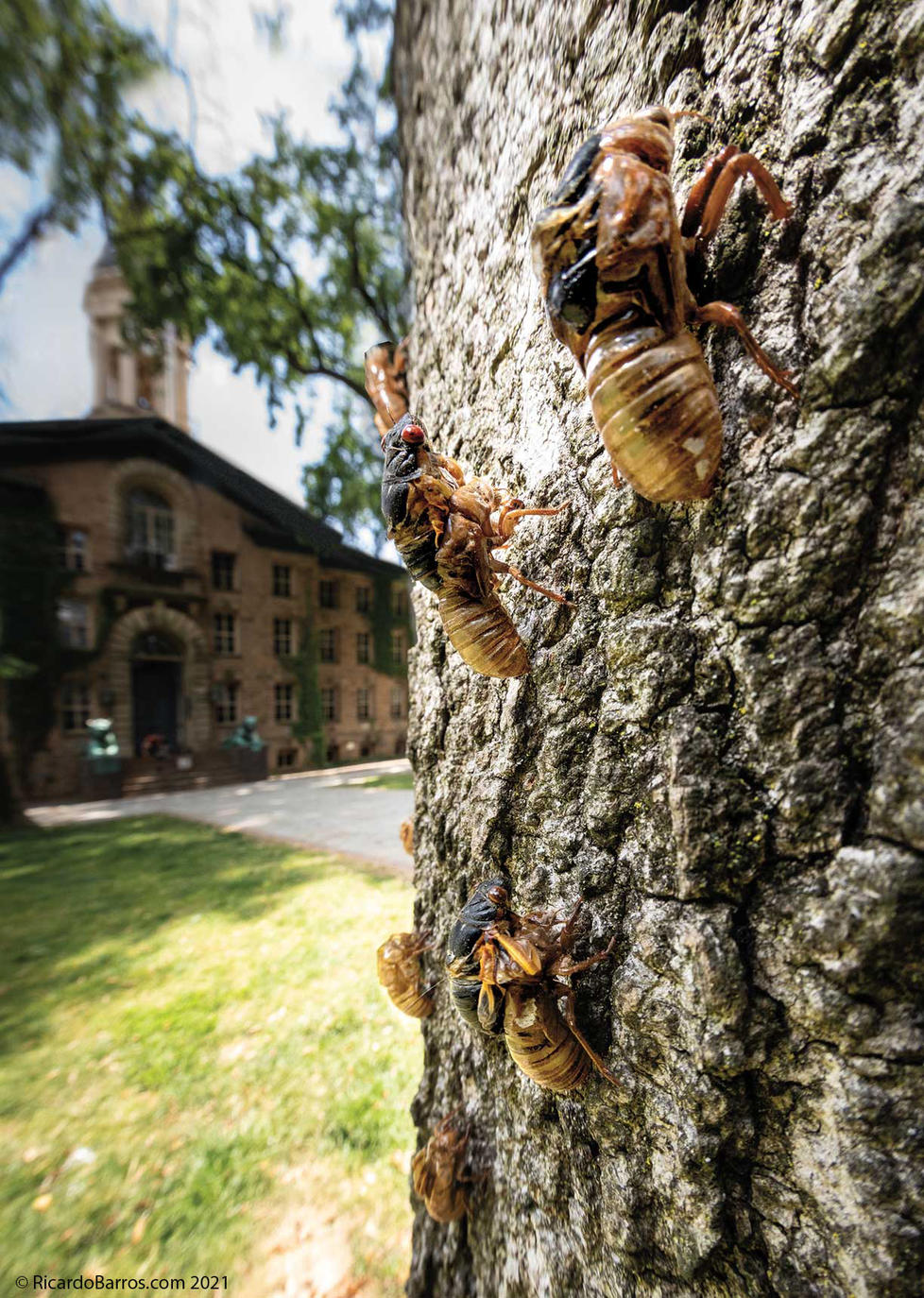 Campus Photo Cicadas Princeton Alumni Weekly